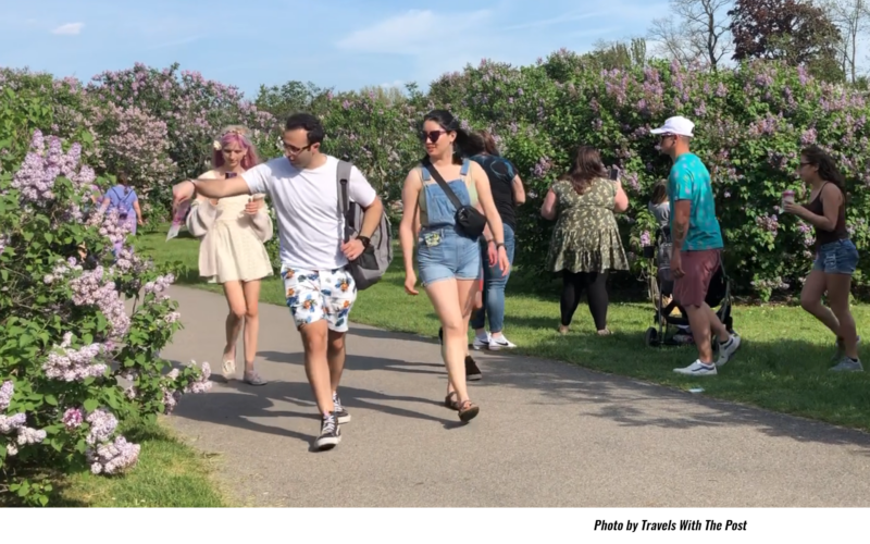 Lilacs Bloom and Cash Registers Ring in Rochester NY