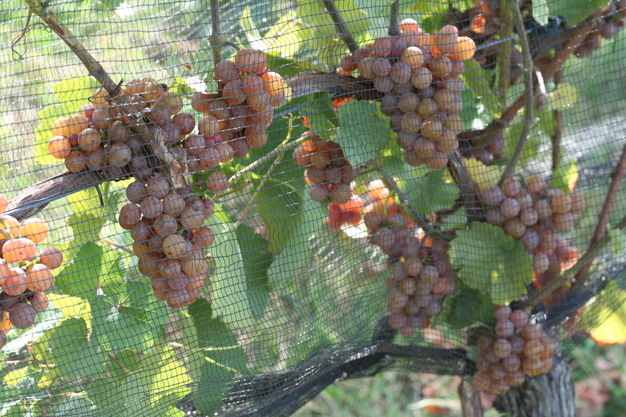 Thirteen Local Transportation Projects Win State Grants