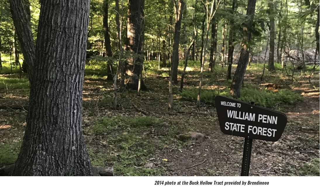 Local Parcels Part of State’s 2024 ‘Forest of the Year’