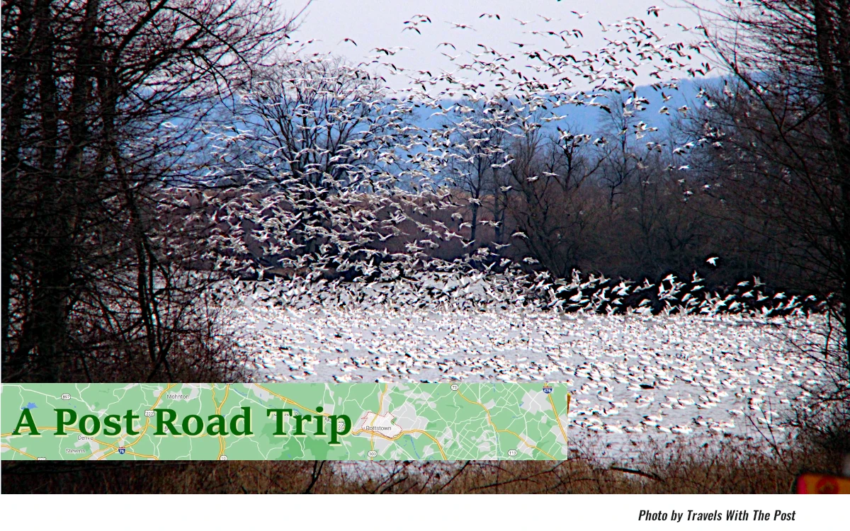 Bird Flu Changes PA Region's Geese Migration Experience