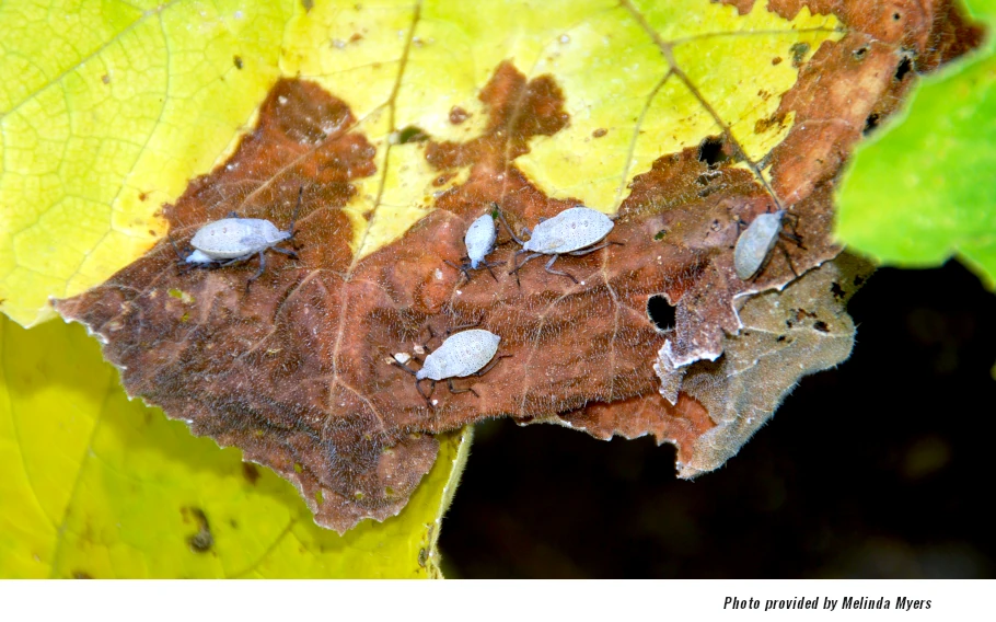 Manage Garden Squash Bugs in Eco-Friendly Way